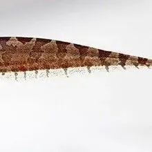 Electric Fish Kin Wired Differently | The Scientist