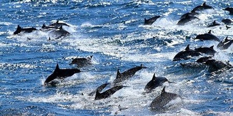 Virus Blamed for Dolphin Deaths | The Scientist