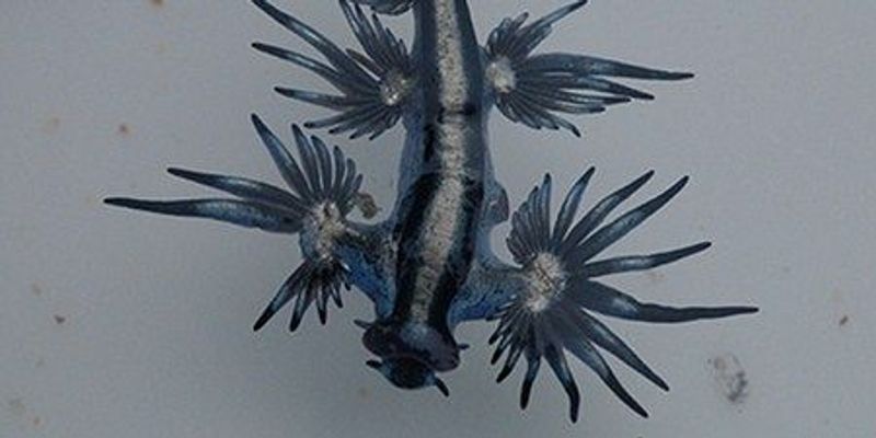 Image of the Day: Blue Sea Slug | The Scientist