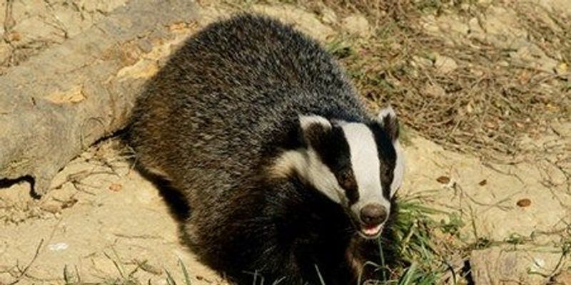 UK Badger Cull Begins | The Scientist