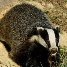 UK Badger Cull Begins | The Scientist