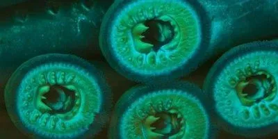 Image of the Day: Serious Suction | The Scientist