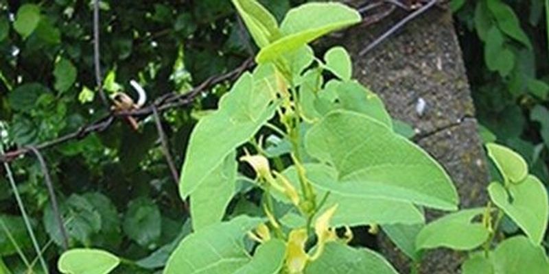 Cancer-Causing Herbal Remedies | The Scientist