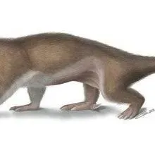 Fossils Snarl Mammalian Roots | The Scientist