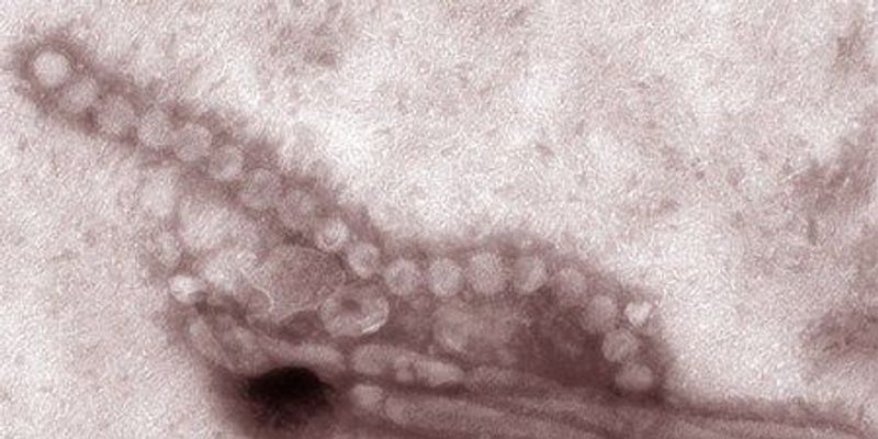 Bird Flu Experiments Proposed | The Scientist