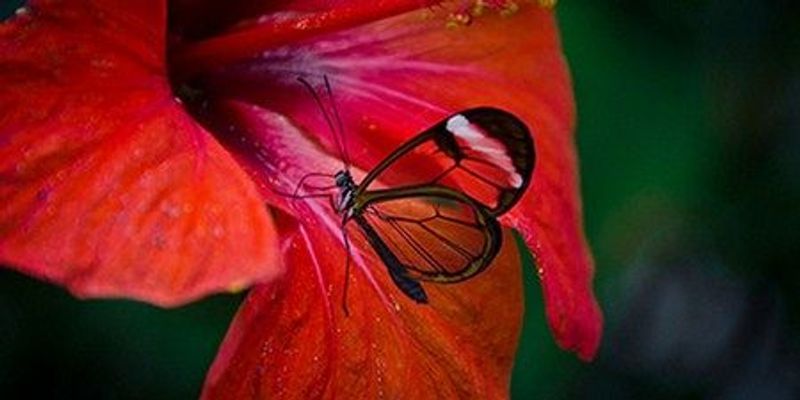 Image of the Day: See-Through Butterfly | The Scientist Magazine®