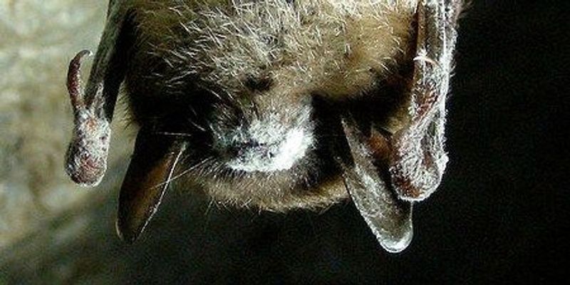 Bat-Killing Fungus Spreads West | The Scientist
