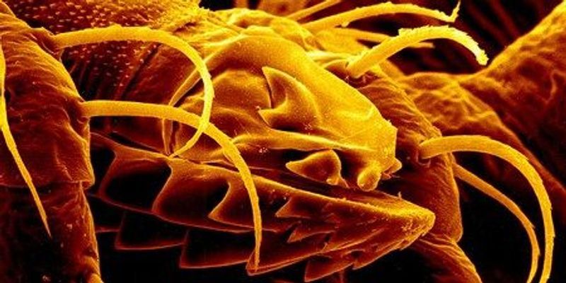 Image of the Day: Sticky Tick | The Scientist Magazine®