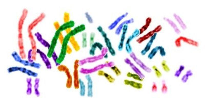 Male Lineage Not Younger Than Females | The Scientist