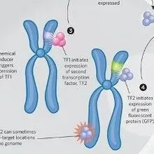 Ahmad S. Khalil Author Profile | The Scientist