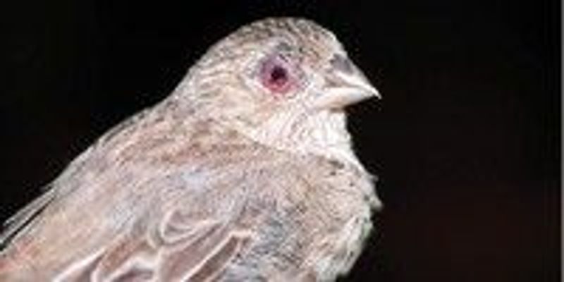 The Eye of the Finch | The Scientist