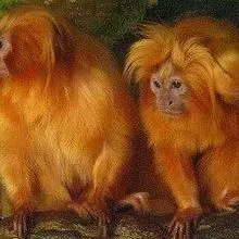 The Roots of Monogamy | The Scientist