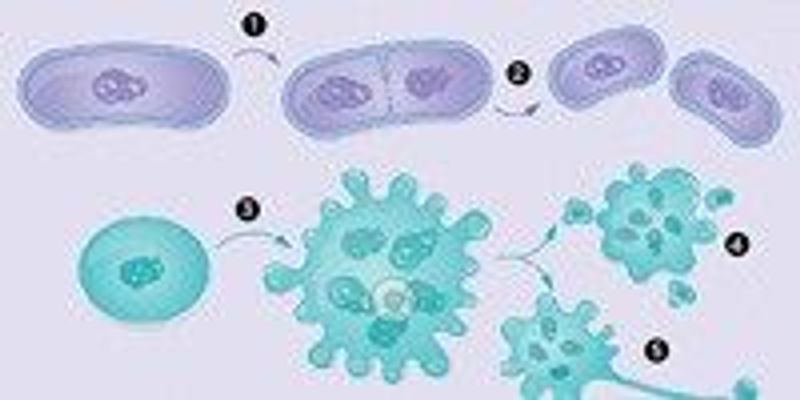 Floppy Cells | The Scientist