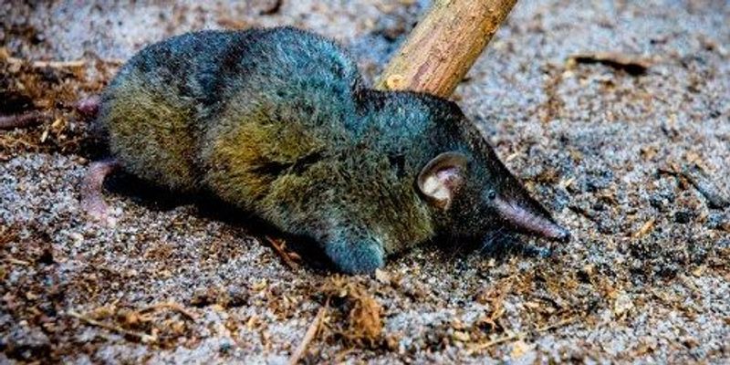 Another Super Shrew | The Scientist