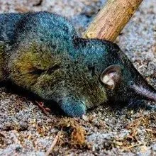 Another Super Shrew | The Scientist