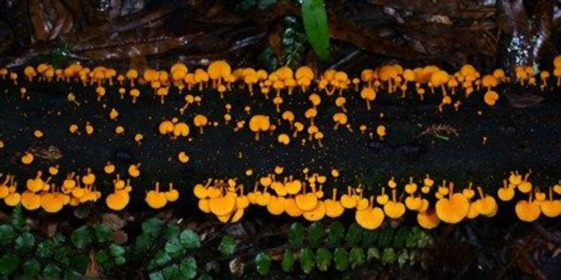 Image of the Day: Orange Pore Fungus | The Scientist Magazine®