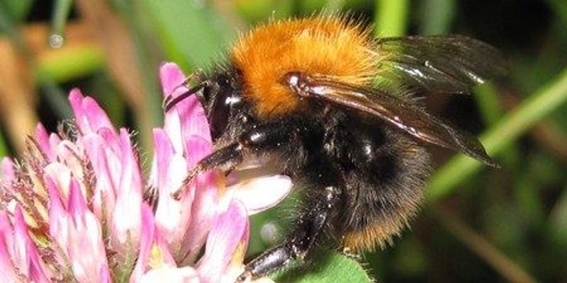 Loss of Bees Bad for Plants | The Scientist