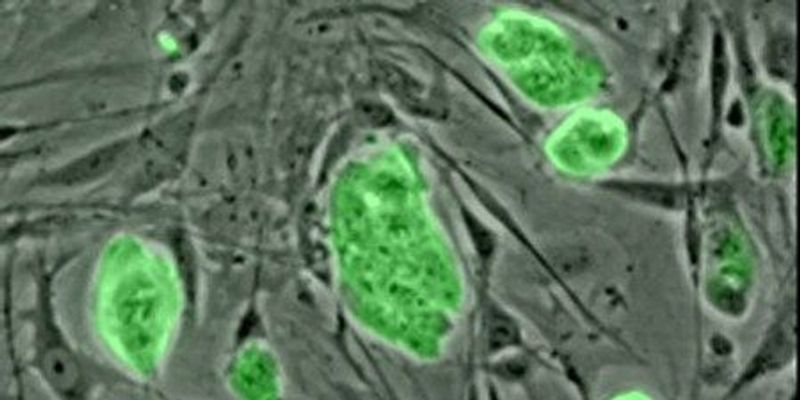 Chemical Reprogramming of Stem Cells | The Scientist