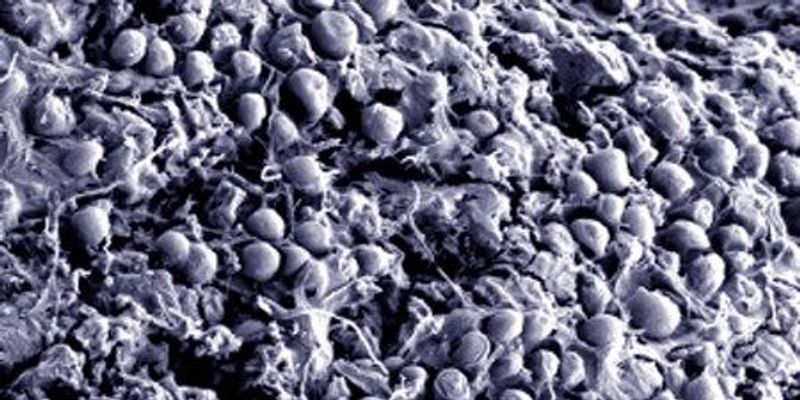 Plastic Reefs | The Scientist