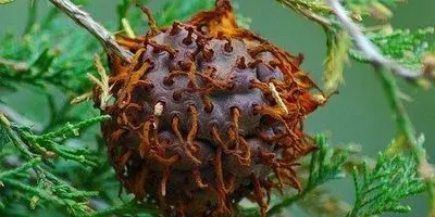 Image of the Day: Cedar-apple Rust | The Scientist