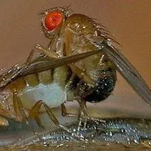 Fly Leg Sensors Recognize Mates | The Scientist
