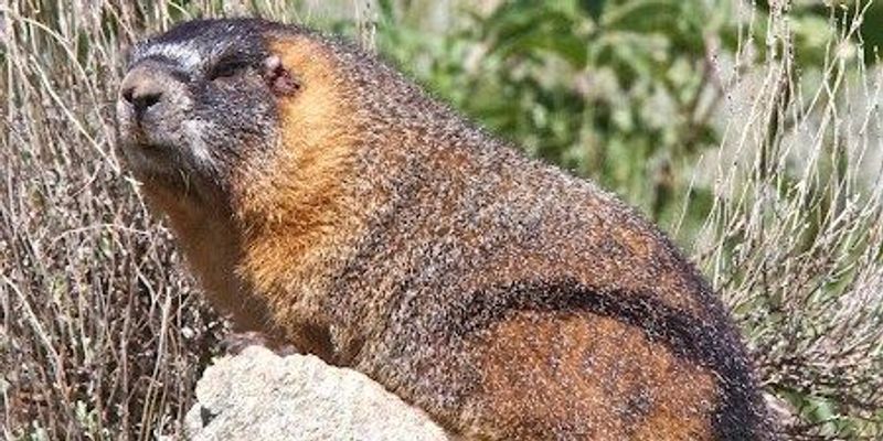 Meet the Marmots | The Scientist