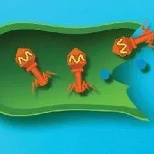 Sea Bugs | The Scientist