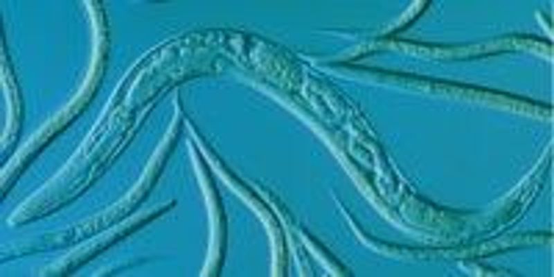 Cool Genes | The Scientist