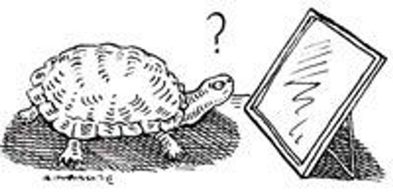 The Turtle That Never Was | The Scientist