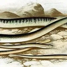 Reproduction Of Lamprey