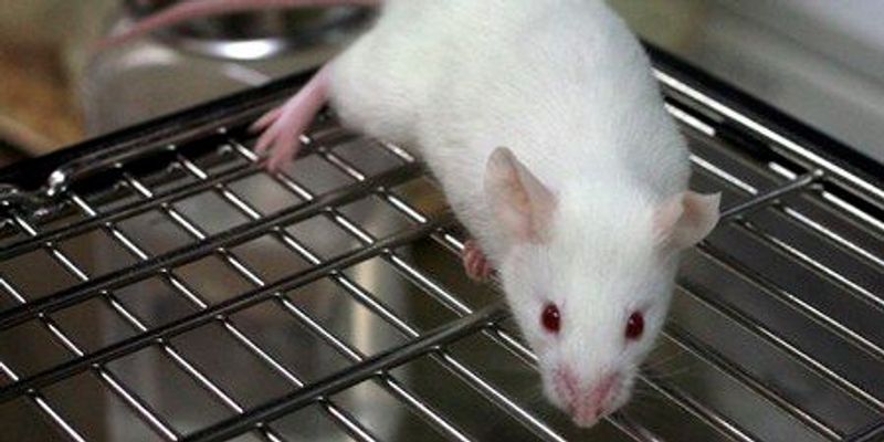 Mice Cloned From Blood Drops | The Scientist