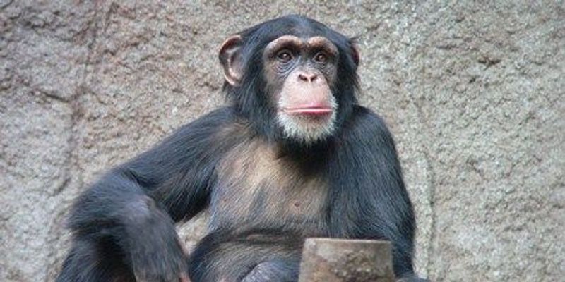 NIH to Cut Back on Chimp Research | The Scientist