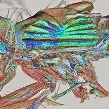 Image of the Day: Pretty Fly | The Scientist