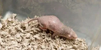 Molecule Wards Off Mole-Rat Cancer | The Scientist