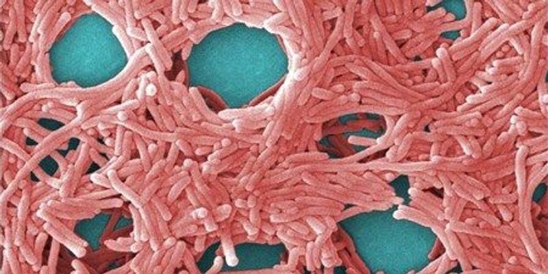Image of the Day: Legionnaire Bug | The Scientist Magazine®