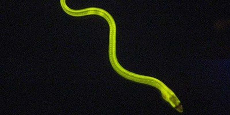 Glowing Green Eel | The Scientist