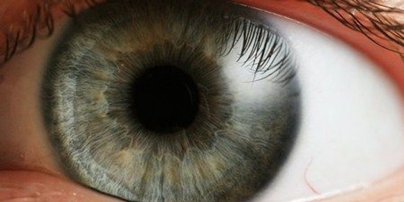 New Structure Found in Human Cornea | The Scientist