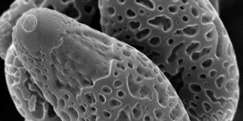 Image of the Day: Mushroom Spores | The Scientist