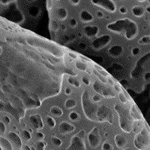 Image of the Day: Mushroom Spores | The Scientist