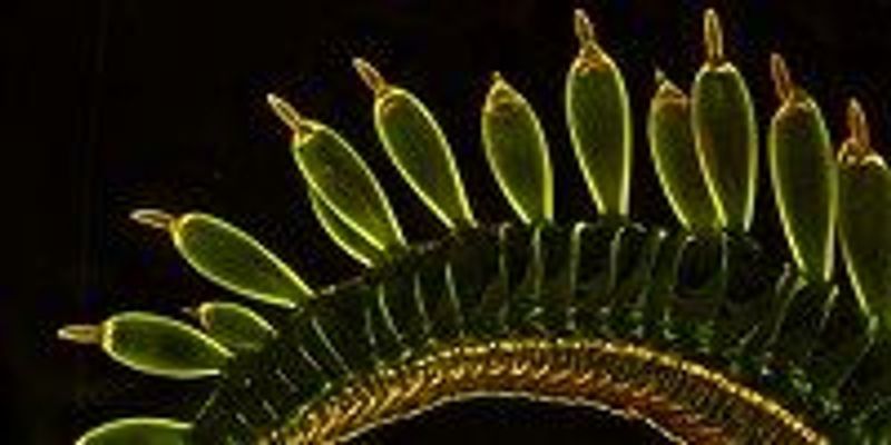 Image of the Day: Butterfly Proboscis | The Scientist