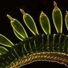 Image of the Day: Butterfly Proboscis | The Scientist