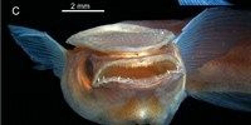 Image of the Day: Sticky Fish | The Scientist Magazine®