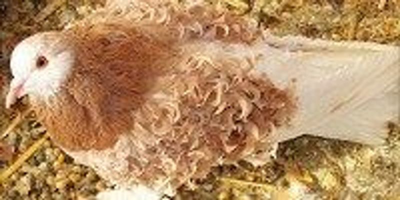 Image of the Day: Fancy Bird | The Scientist