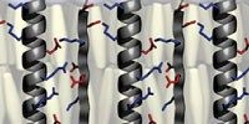 Protein Zippers | The Scientist