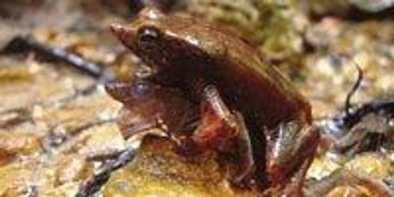 Croakus Interruptus | The Scientist