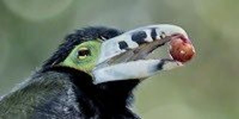 Image of the Day: Rapid Evolution | The Scientist Magazine®