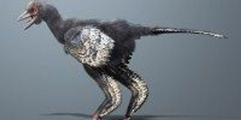 Fossil Reshuffles Avian Family Tree | The Scientist
