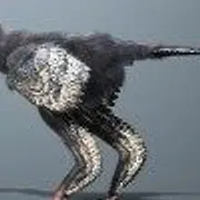 Fossil Reshuffles Avian Family Tree | The Scientist