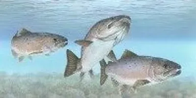 GM Salmon and Wild Fish Can Reproduce | The Scientist