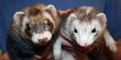 H7N9 Bird Flu Spreads Between Ferrets | The Scientist